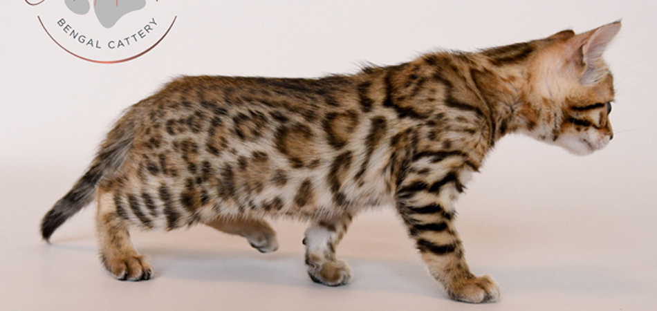 Bengal Cat Color Brown